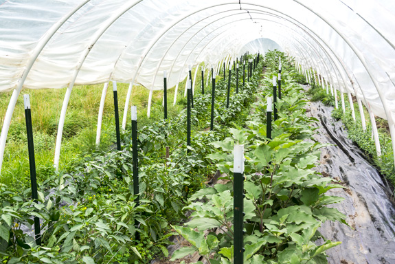 New Leaf Farm | Sustainable Agriculture in Lebanon Springs